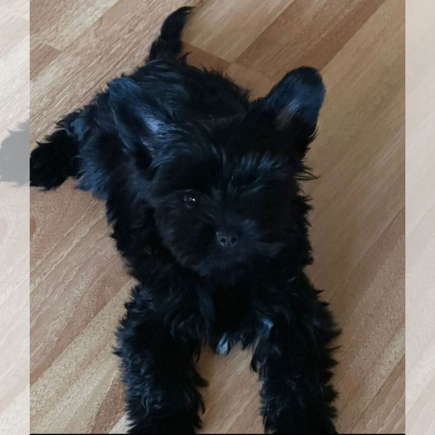 Йоркширский терьер, щенок