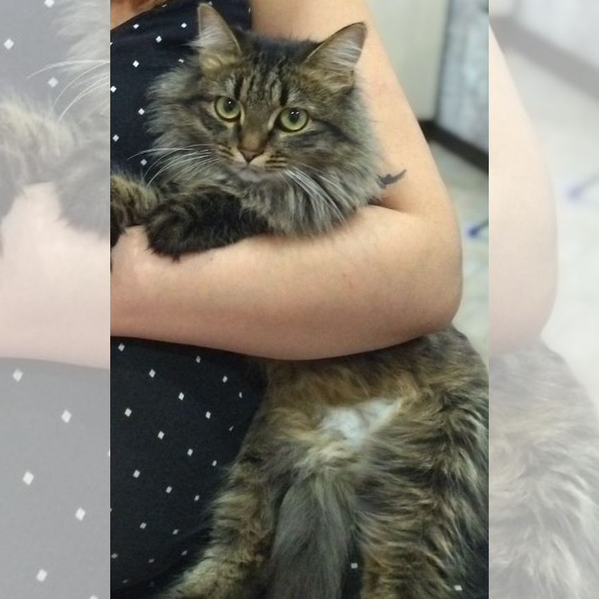 Сибирская кошечка