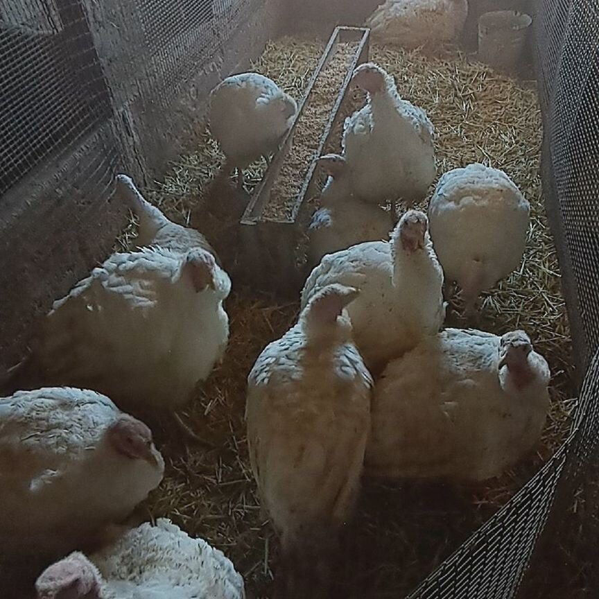 Домашняя птица