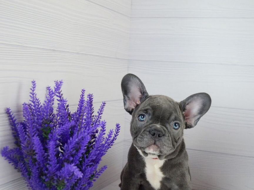 Французский бульдог девочка ген Изабелла