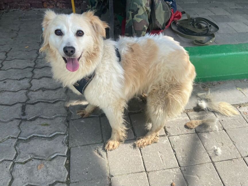 Небольшая собака Ося ищет дом