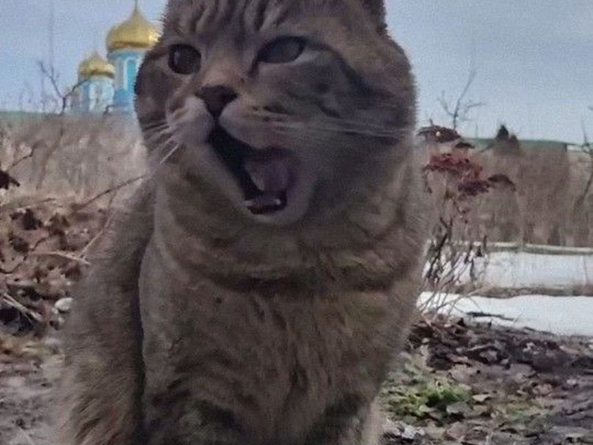 Вислоухий кот в добрые руки подволакивает лапки