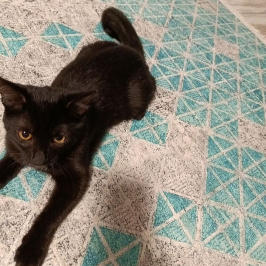 Отдам котика подкинули