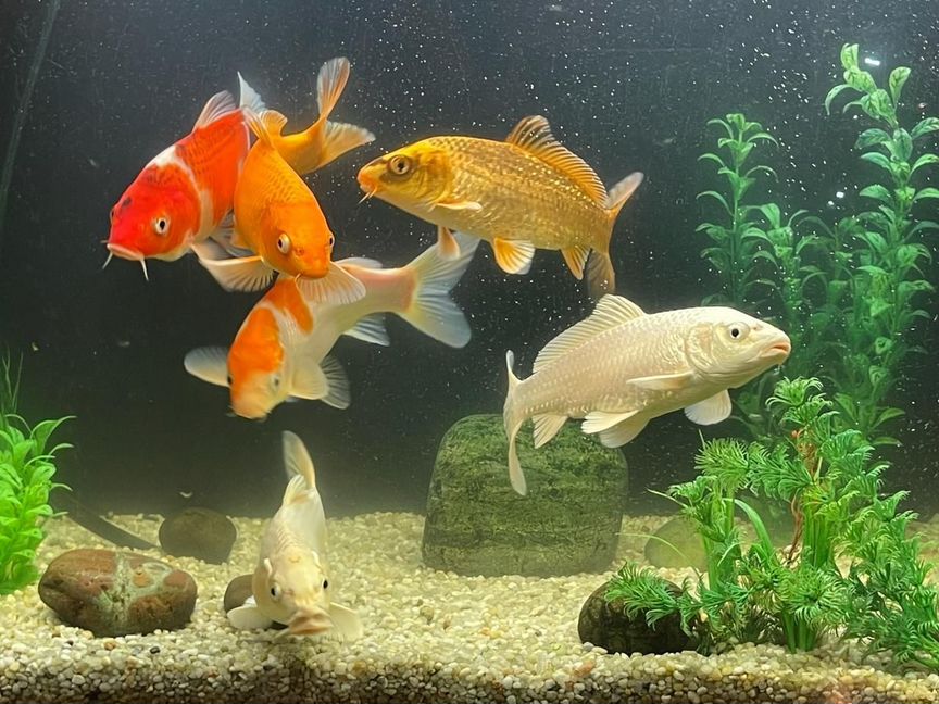 Карп Кои 6 шт