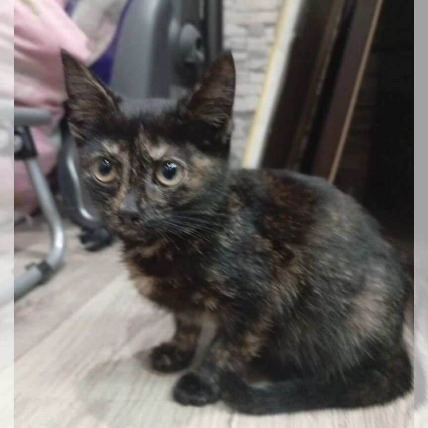 Котёнок в добрые руки