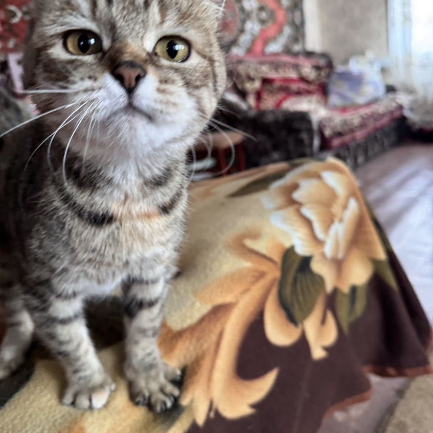Кошка в добрые руки