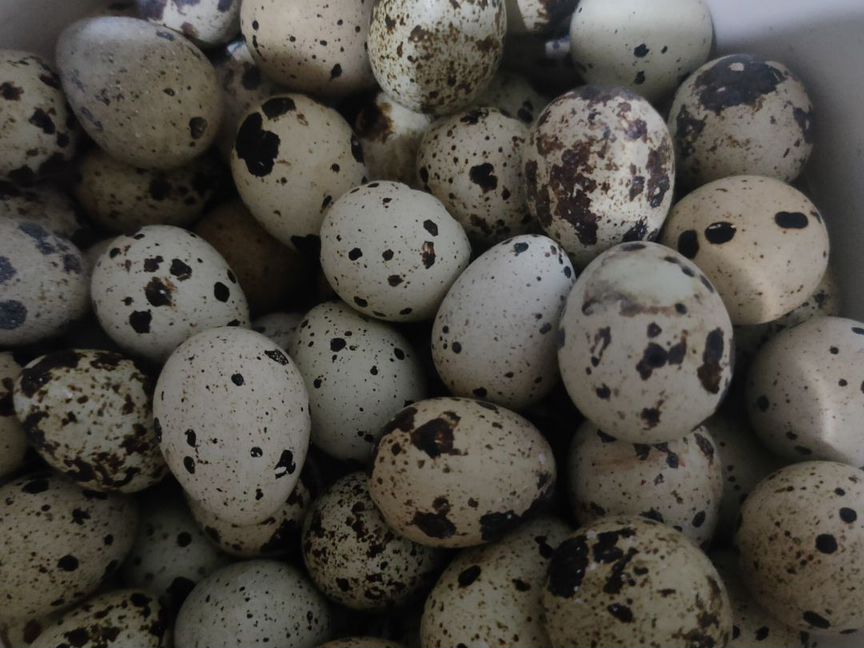 Яйца перепелиные инкубационное