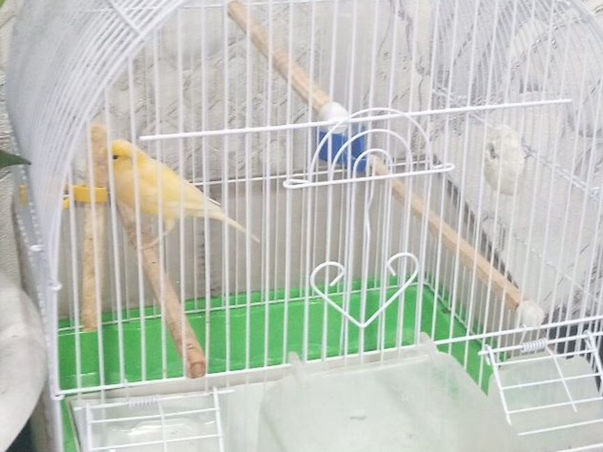 Продам птицу канорейка