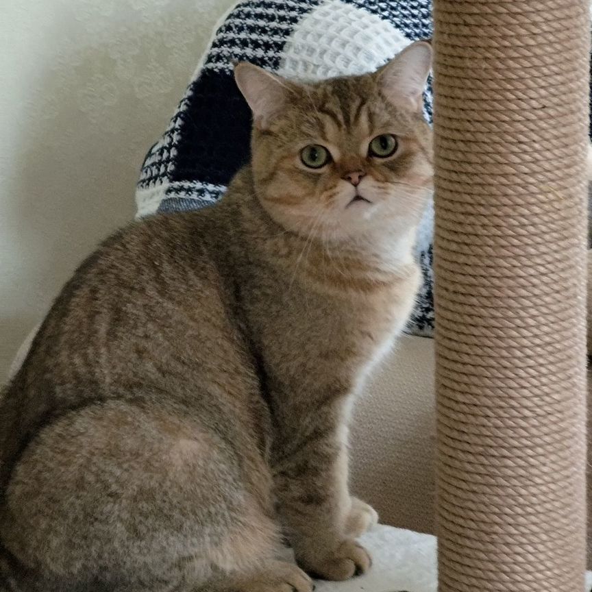Отдам шотладского котика в добрые руки