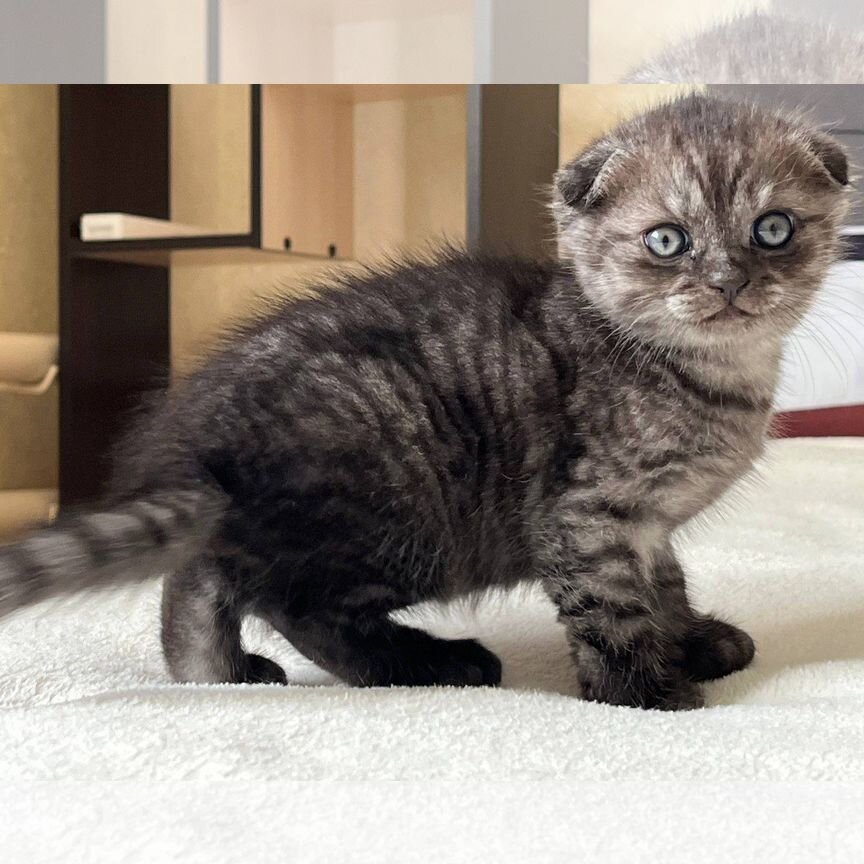 Шотландские котята