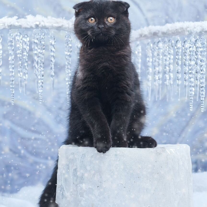 Шотландский котик Нейрон