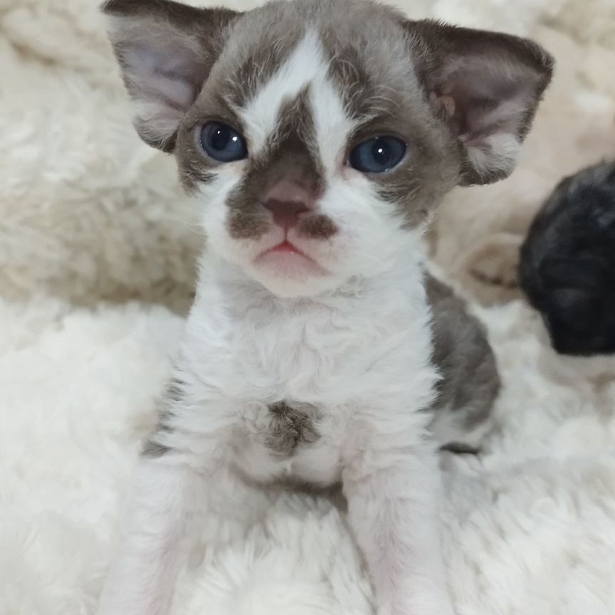 Котята Девон Рекс Улан-Удэ