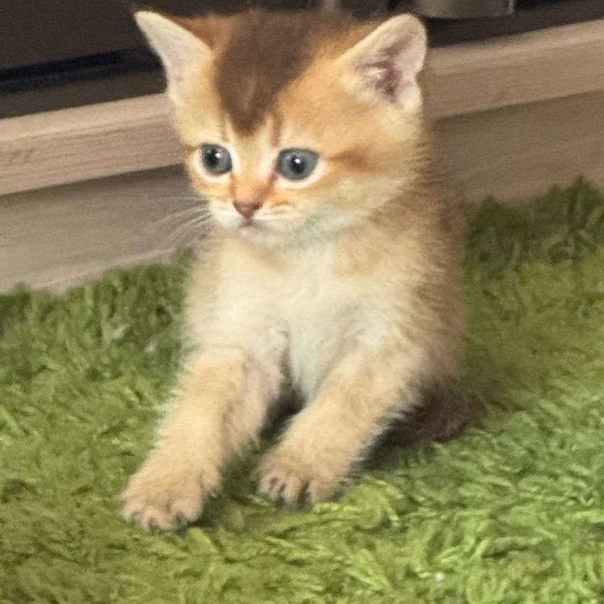Британский короткошёрстный котёнок