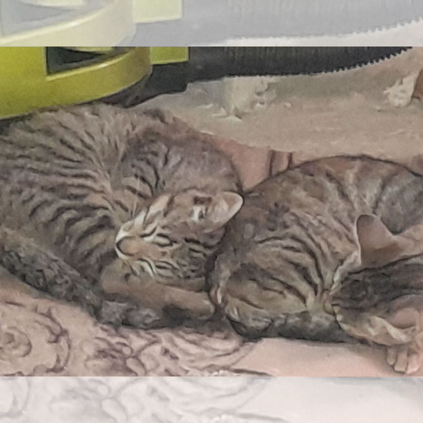 Котята в добрые руки бесплатно мальчик идевочка