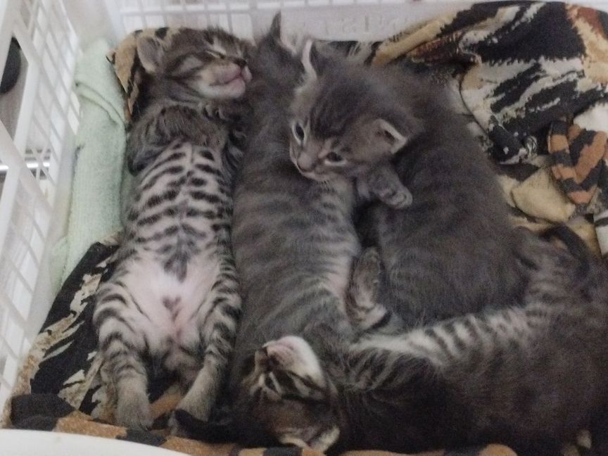 Котята в добрые руки