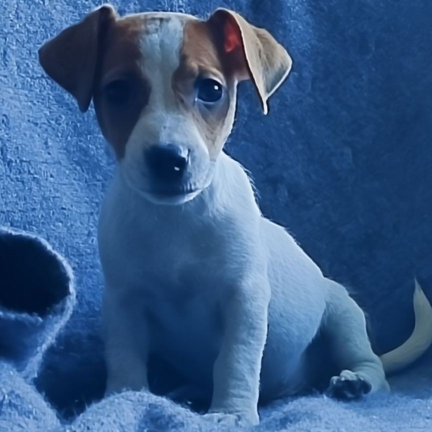 Джек-рассел-терьер, щенок