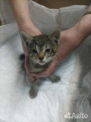 Котенок погибнет