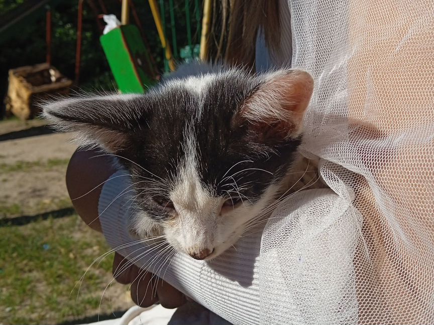 Продам котëнка бесплатно пол ж