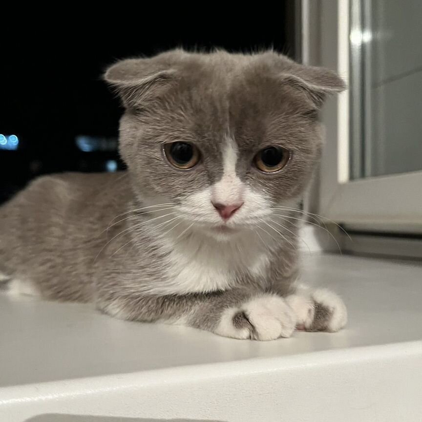 Шотландские вислоухие катятя