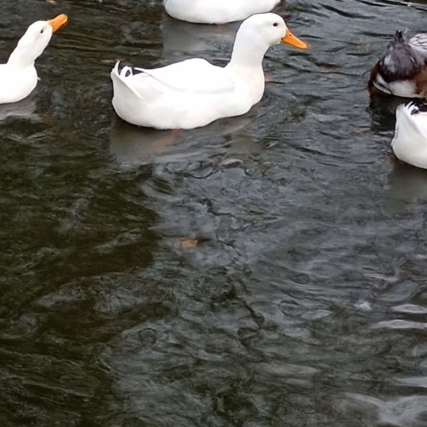 Утки живым весом