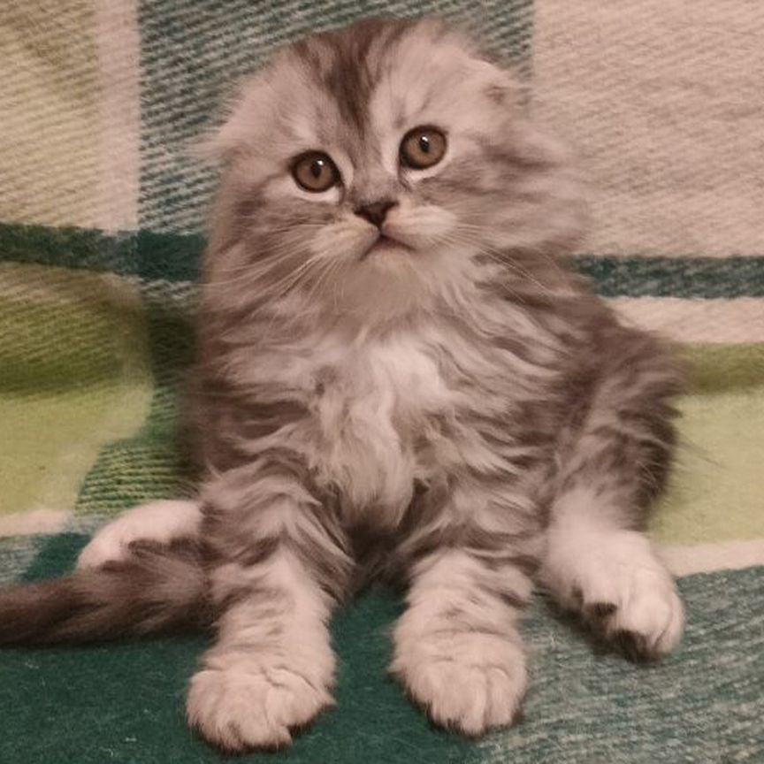 Шотландские котячьи дети