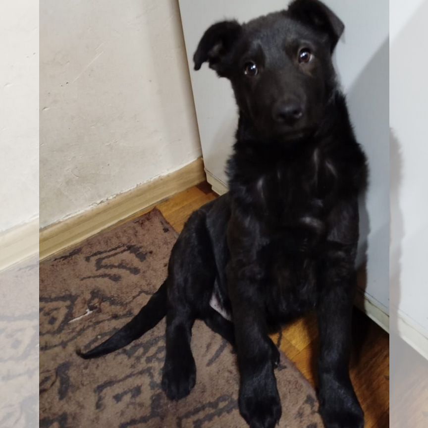 Щенок Мишенька