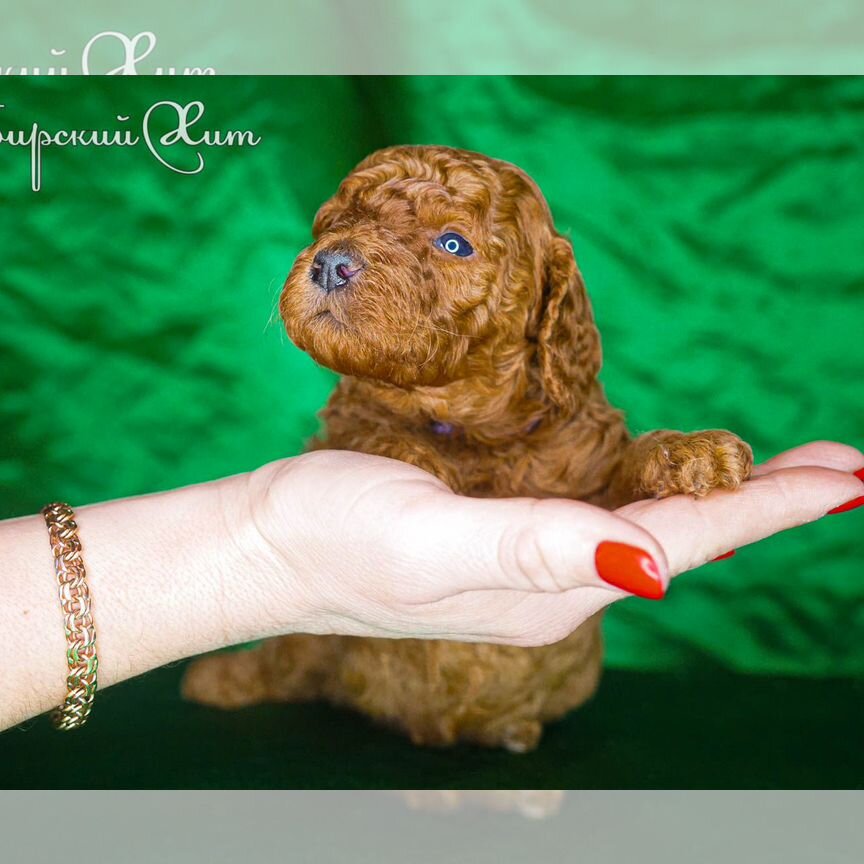 Той-пудель, щенок