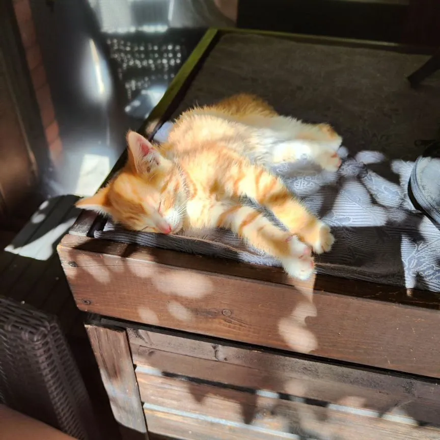 Котенок в добрые руки