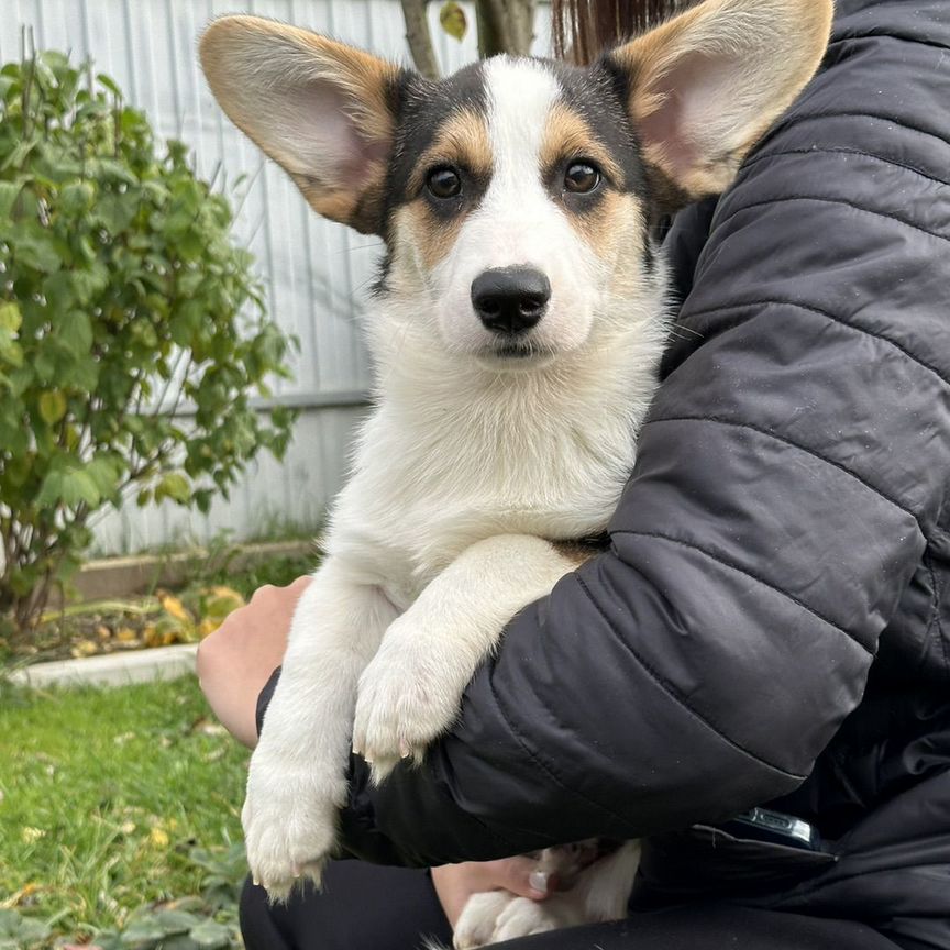 Мальчик триколор