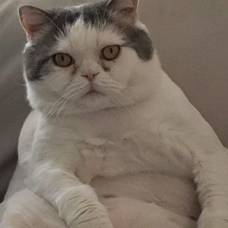 Шотландский прямоухий длинношёрстный, взрослый кот