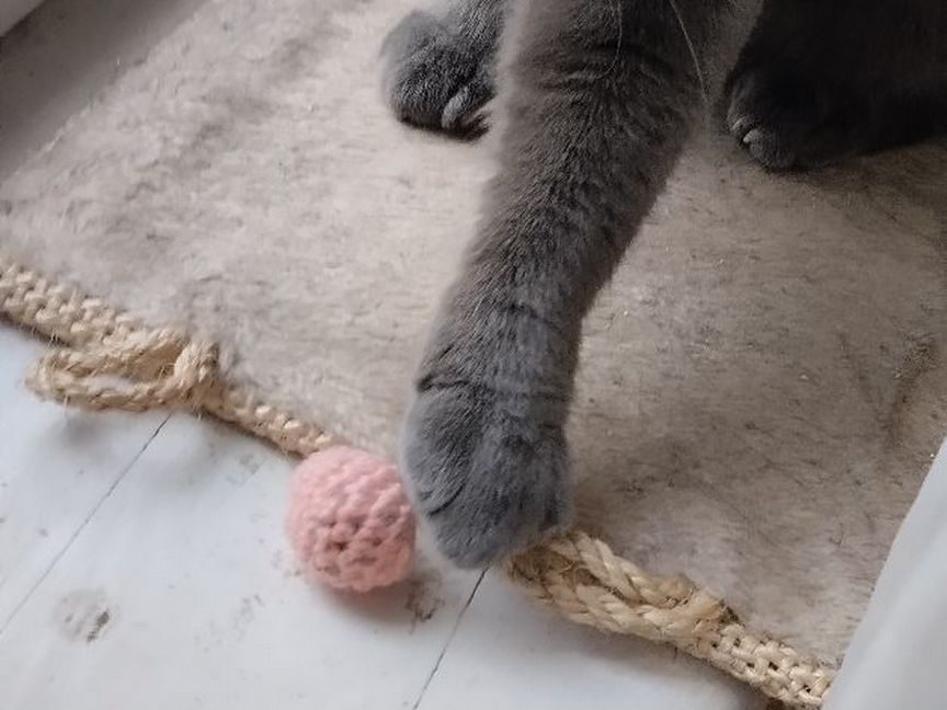 Котёнок британец серый