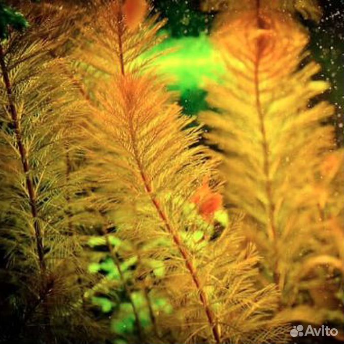 Аквариумное растение. Перистолистник Рорайма