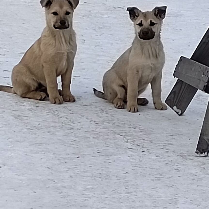 Отдам в добрые руки щенка