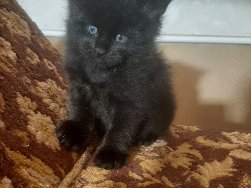 Котята мейн-кун