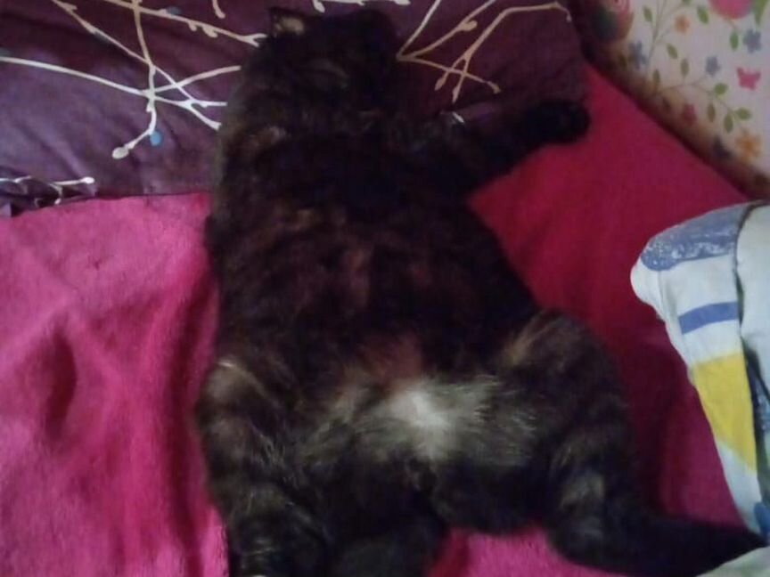 Кошка шотландский породы. Вислоухая