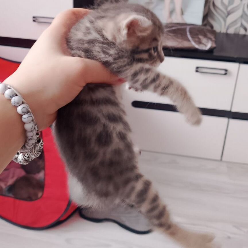 Абиссинский котёнок