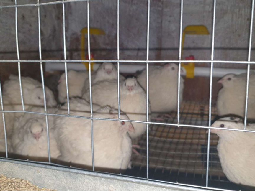 Перепел белый гигант