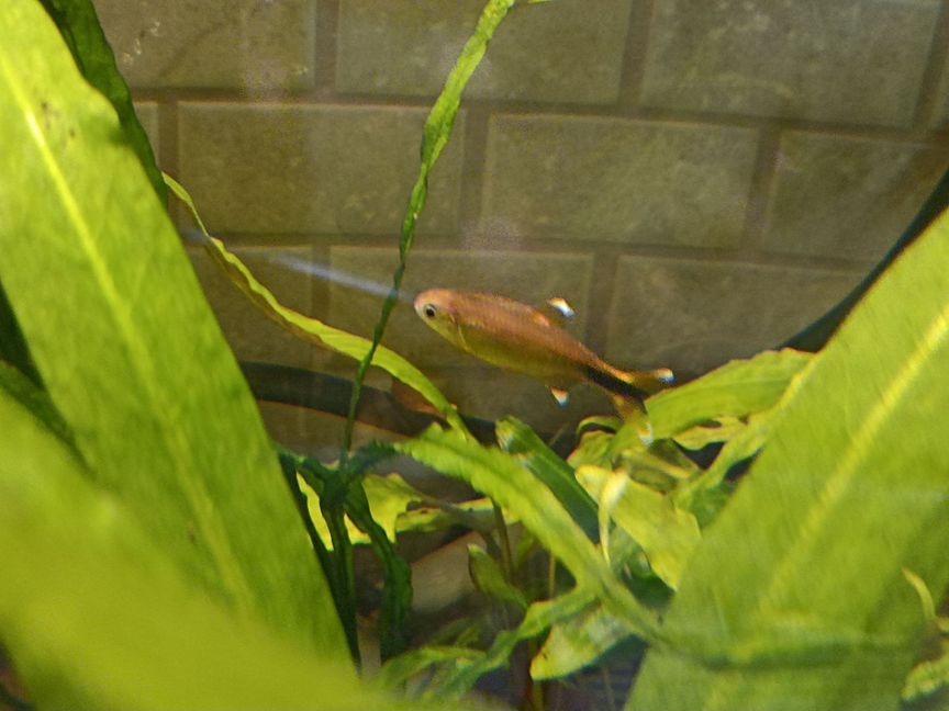 Тетра медная(медная рыбка)