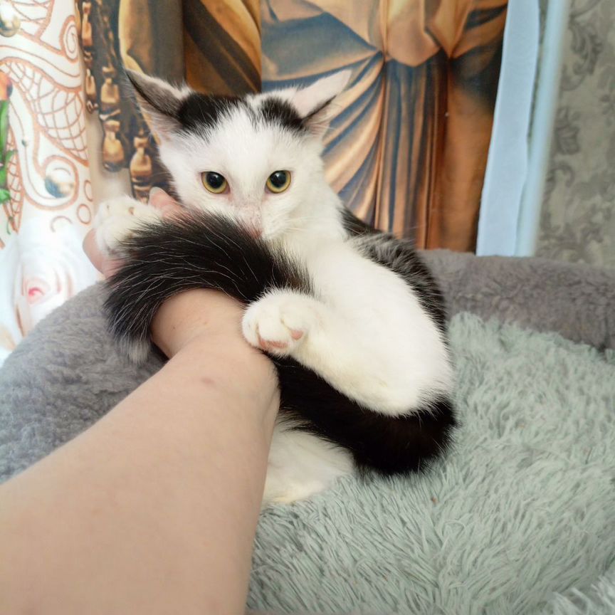 Девочка, 3,5 мес