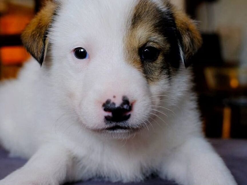 Щенок мальчик