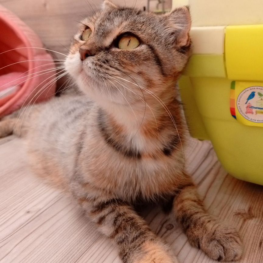 Кошечка в добрые руки