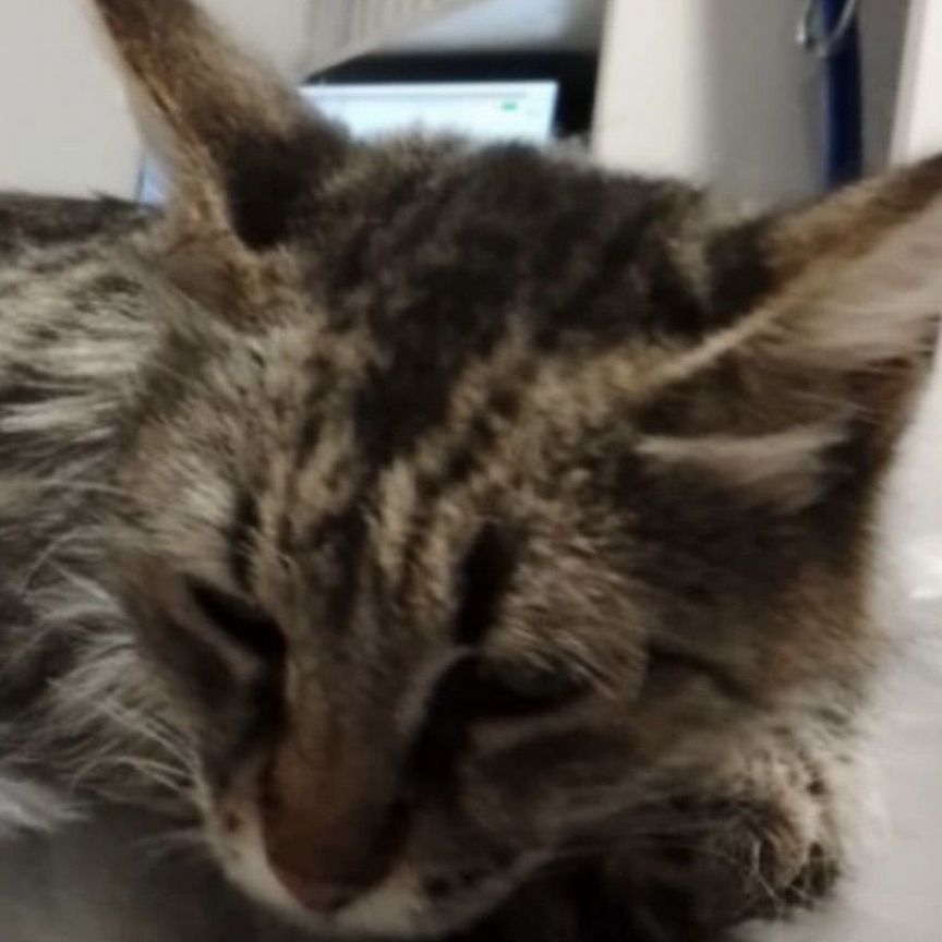 Кошка Маша в добрые руки