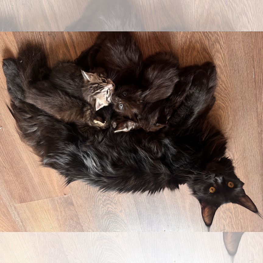 Мейн-кун котёнок