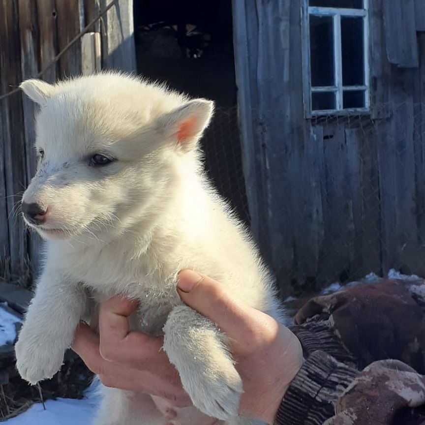 Щенки зсл