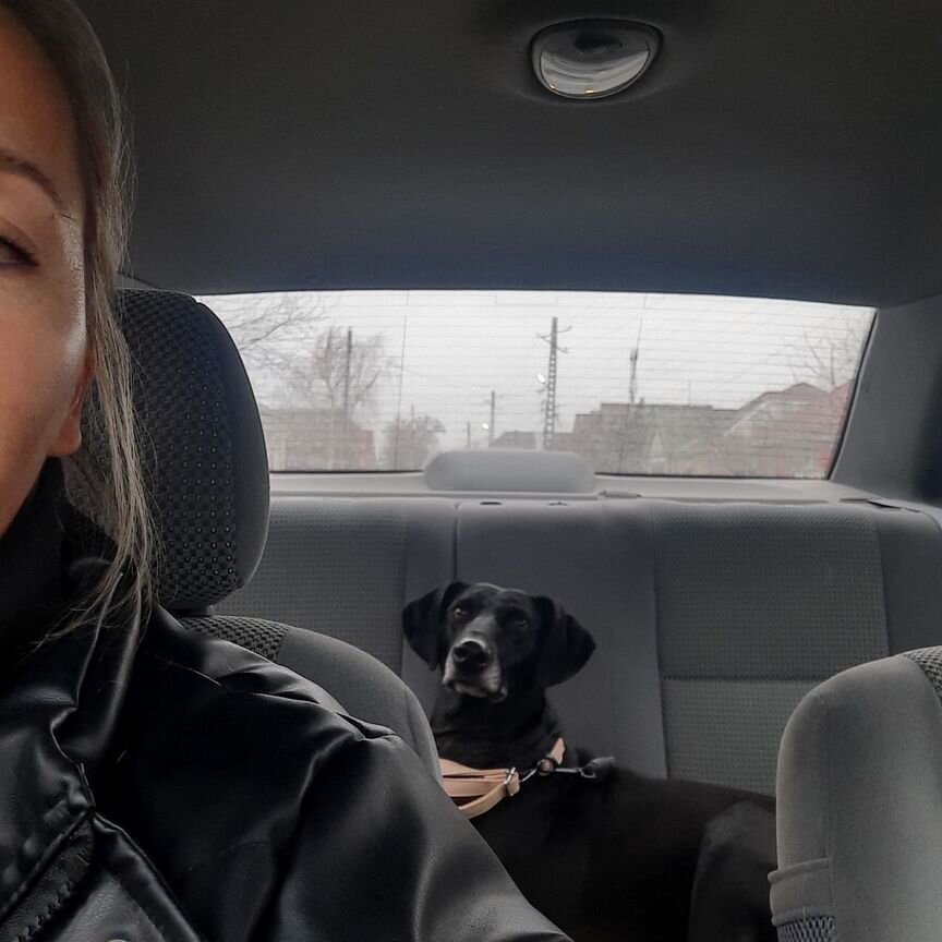 Айка ищет семью и любящих хозяев