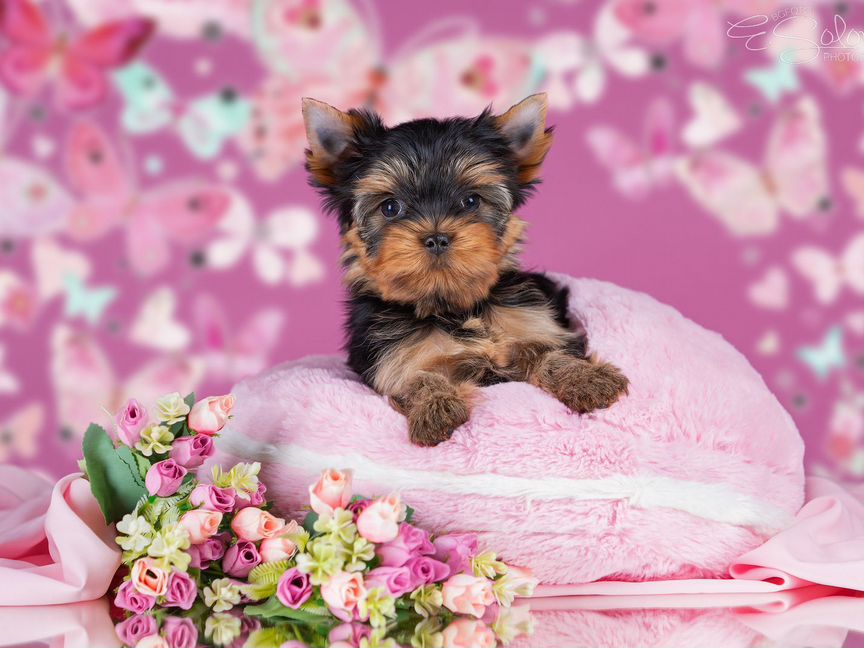 Некрупная девочка йорк