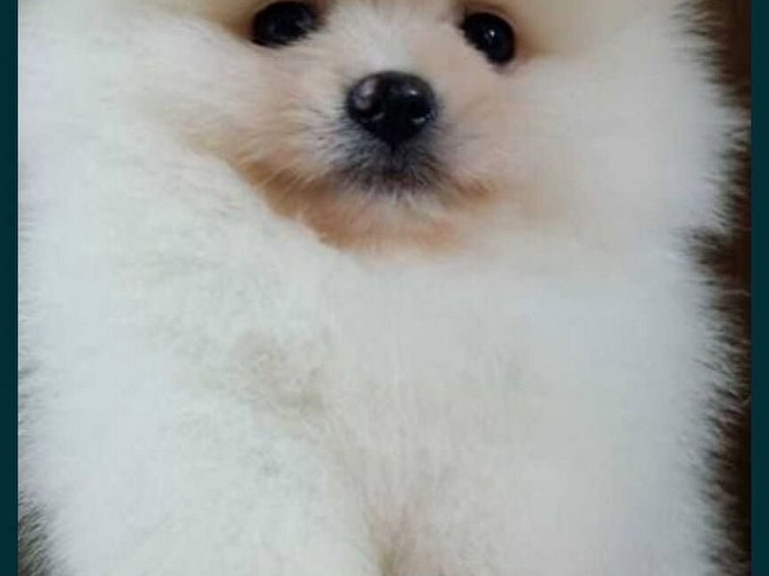 Померанский шпиц