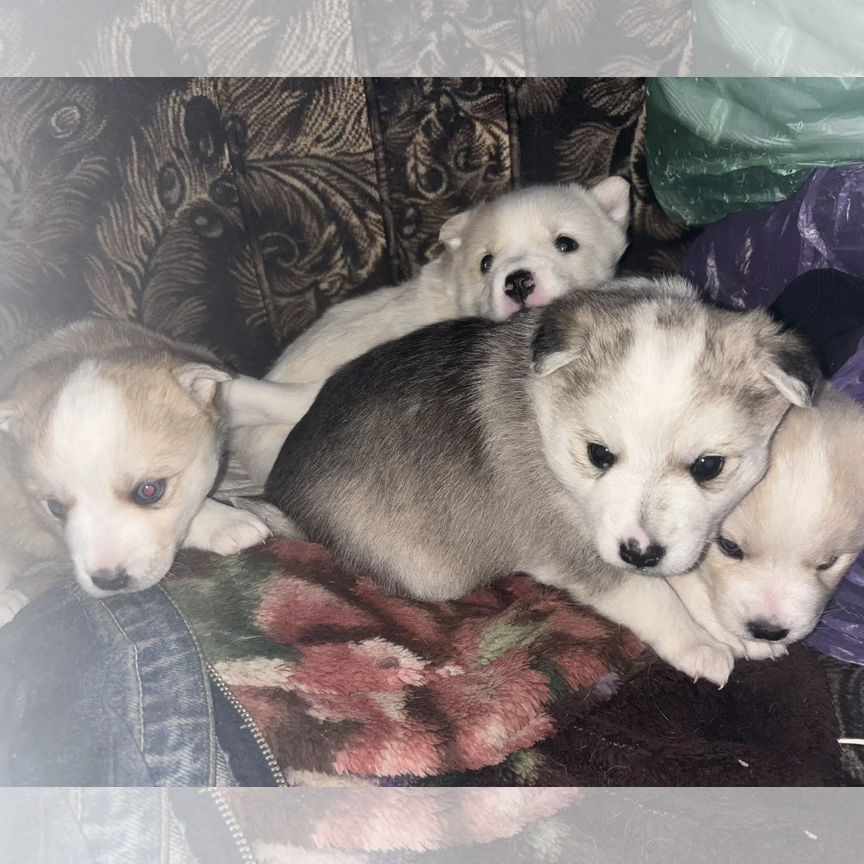 Щенок в добрые руки