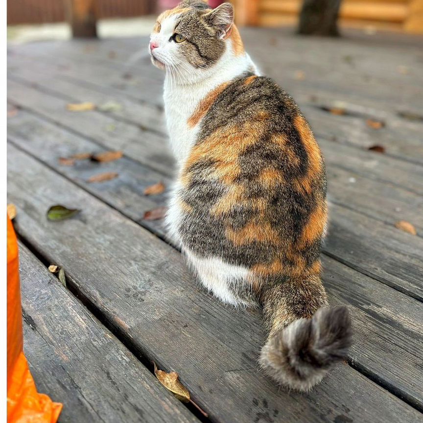 Замерзает кошка