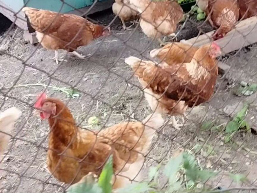 Куры молодки несушки